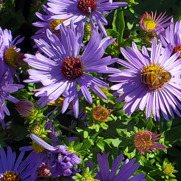 Buy Aromatic aster at your local garden center! – American Beauties Native Plants