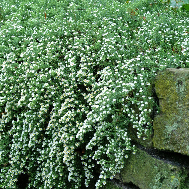 snow flurry aster