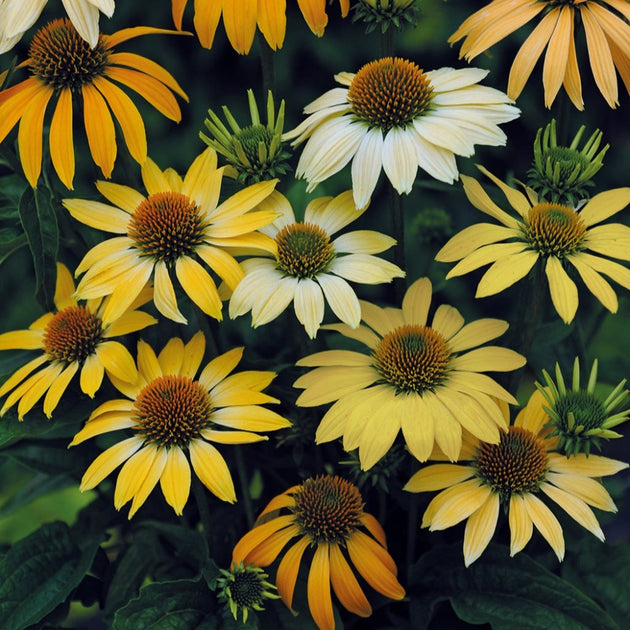 yellow coneflower native range