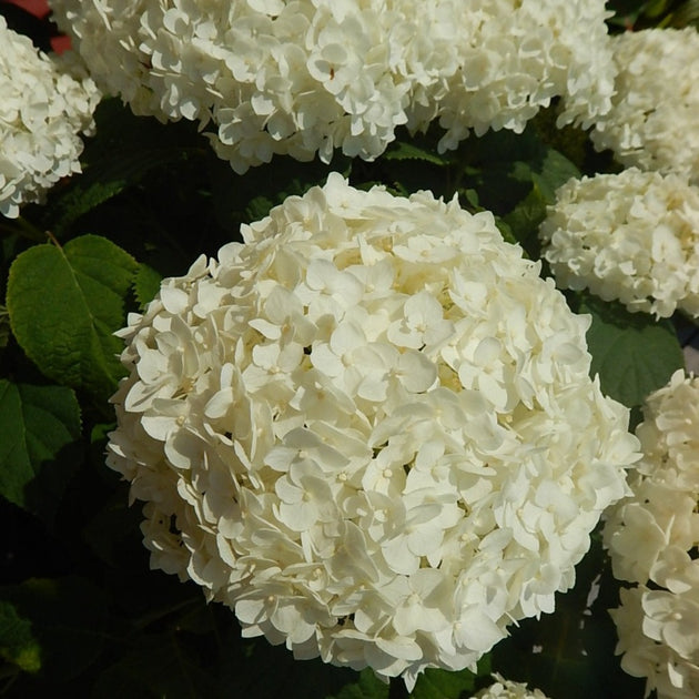 smooth leaf hydrangea annabelle