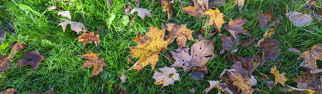 FALL MAINTENANCE IN THE GARDEN – American Beauties Native Plants