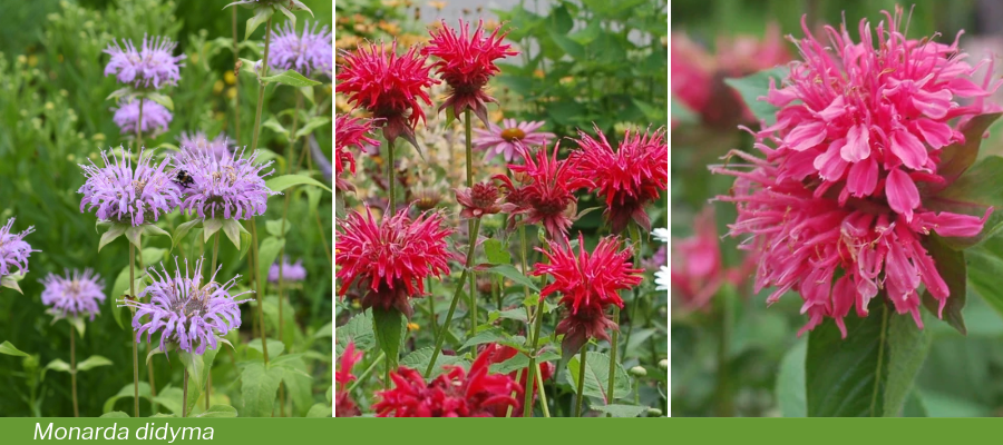 All about Monarda didyma – American Beauties Native Plants