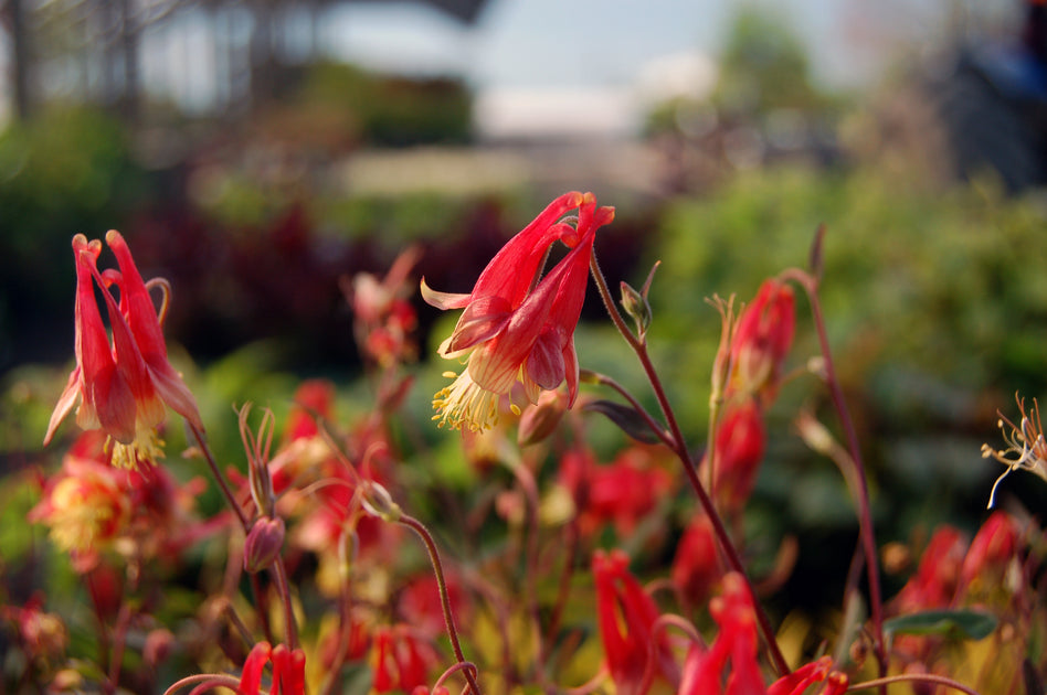 Spring Flowering Native Plants – American Beauties Native Plants