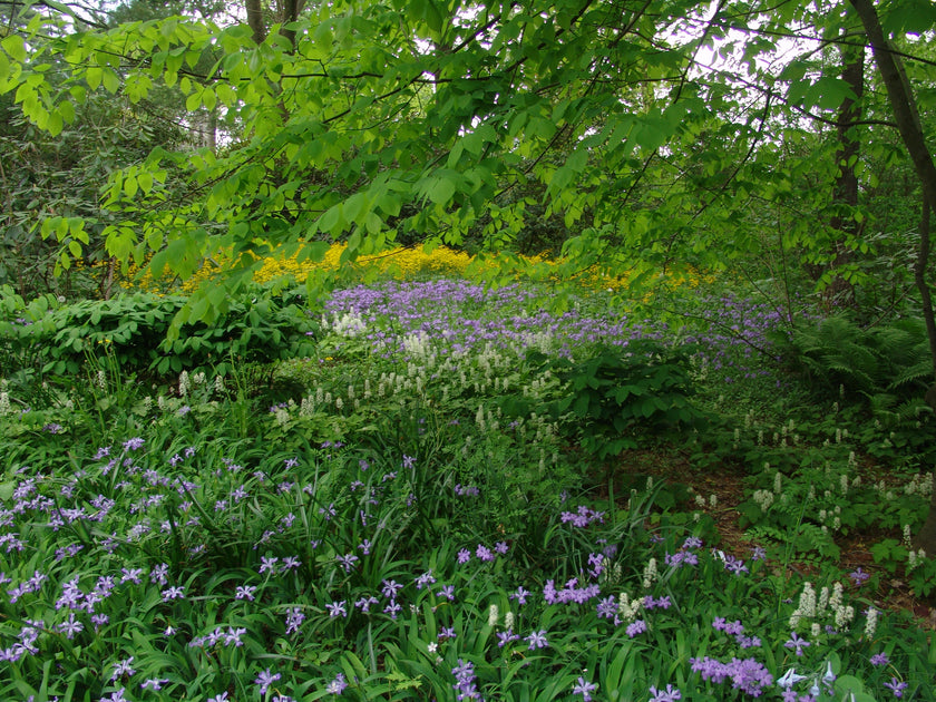Shade Garden Native Plants – American Beauties Native Plants