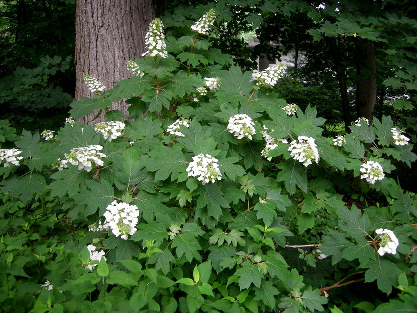 Native Shrubs – American Beauties Native Plants