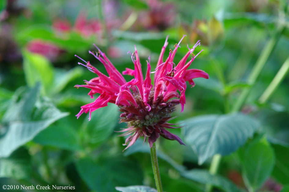 Monarda – American Beauties Native Plants