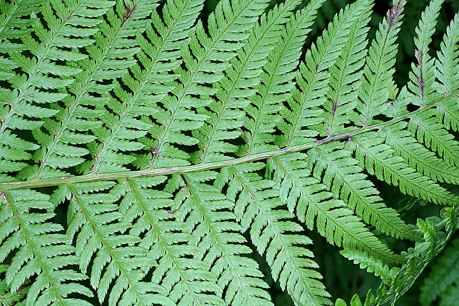 Native Ferns – American Beauties Native Plants