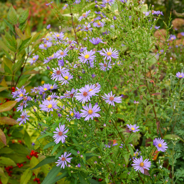 Fall Blooming Native Plants – American Beauties Native Plants