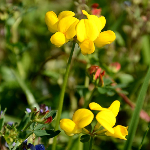 Buy Wild Indigo at your local garden center! – American Beauties Native ...
