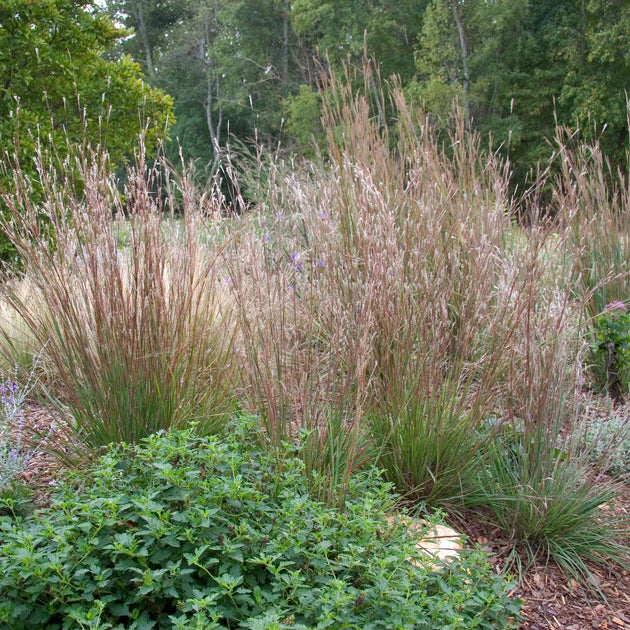 Buy Big Bluestem at your local garden center! – American Beauties ...