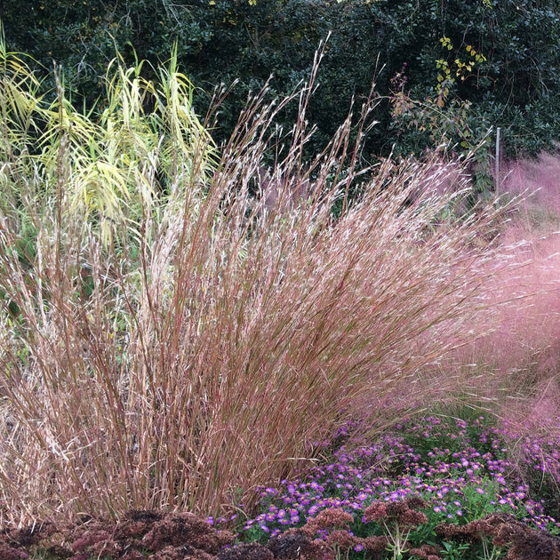 Buy Big Bluestem at your local garden center! – American Beauties ...