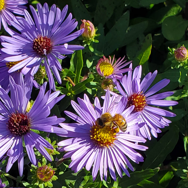 Buy Aromatic aster at your local garden center! – American Beauties Native Plants