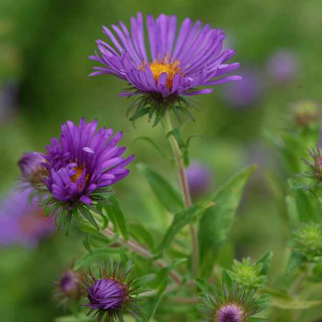 Buy New England Aster at your local garden center! – American Beauties ...