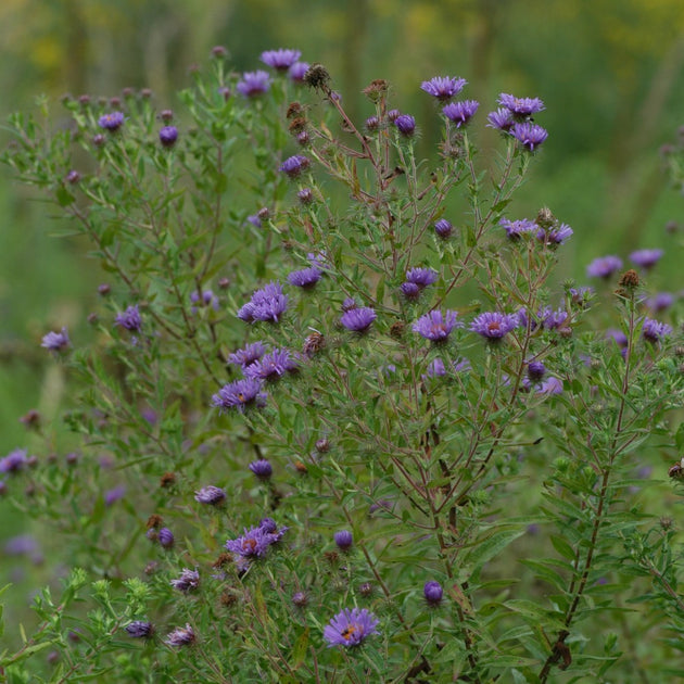 Buy New England Aster at your local garden center! – American Beauties ...