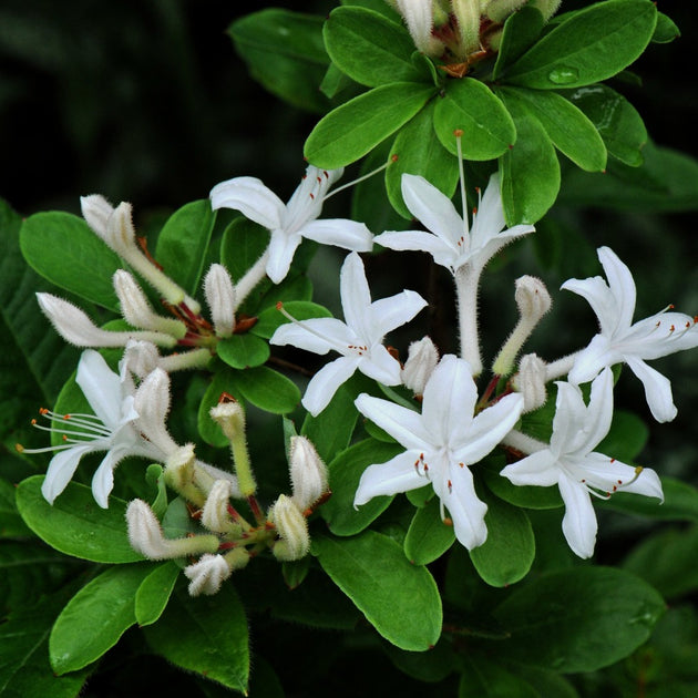 Rhododendron viscosum - Swamp Azalea – American Beauties Native Plants