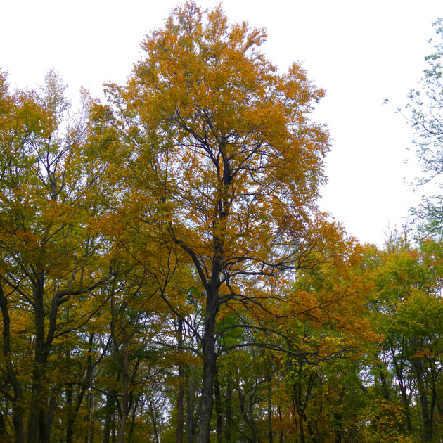 Betula lenta - sweet birch – American Beauties Native Plants
