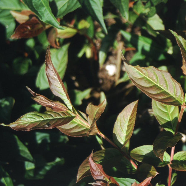 Buy Low Bush Honeysuckle at your local garden center! – American ...