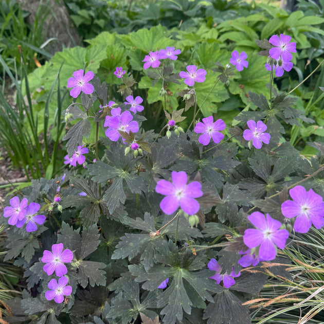 Buy Cranesbill at your local garden center! – American Beauties Native ...