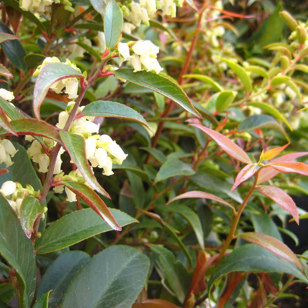 Buy Coastal Leucothoe or Doghobble at your local garden center ...