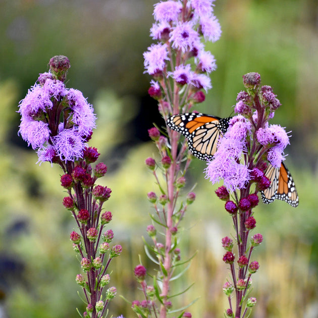 Liatris ligulistylis 'Butterfly Magnet' - meadow blazing star ...