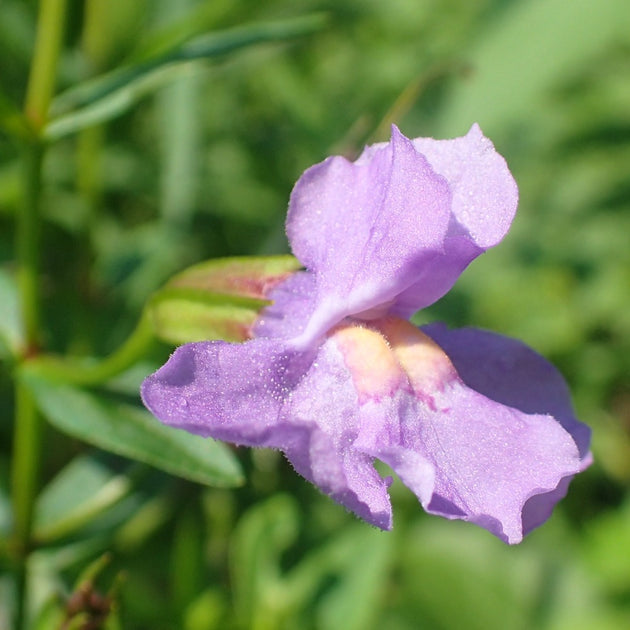 Mimulus ringens - Allegheny Monkey Flower – American Beauties Native Plants