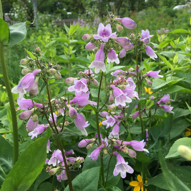 Buy Beardtongue at your local garden center! – American Beauties Native ...