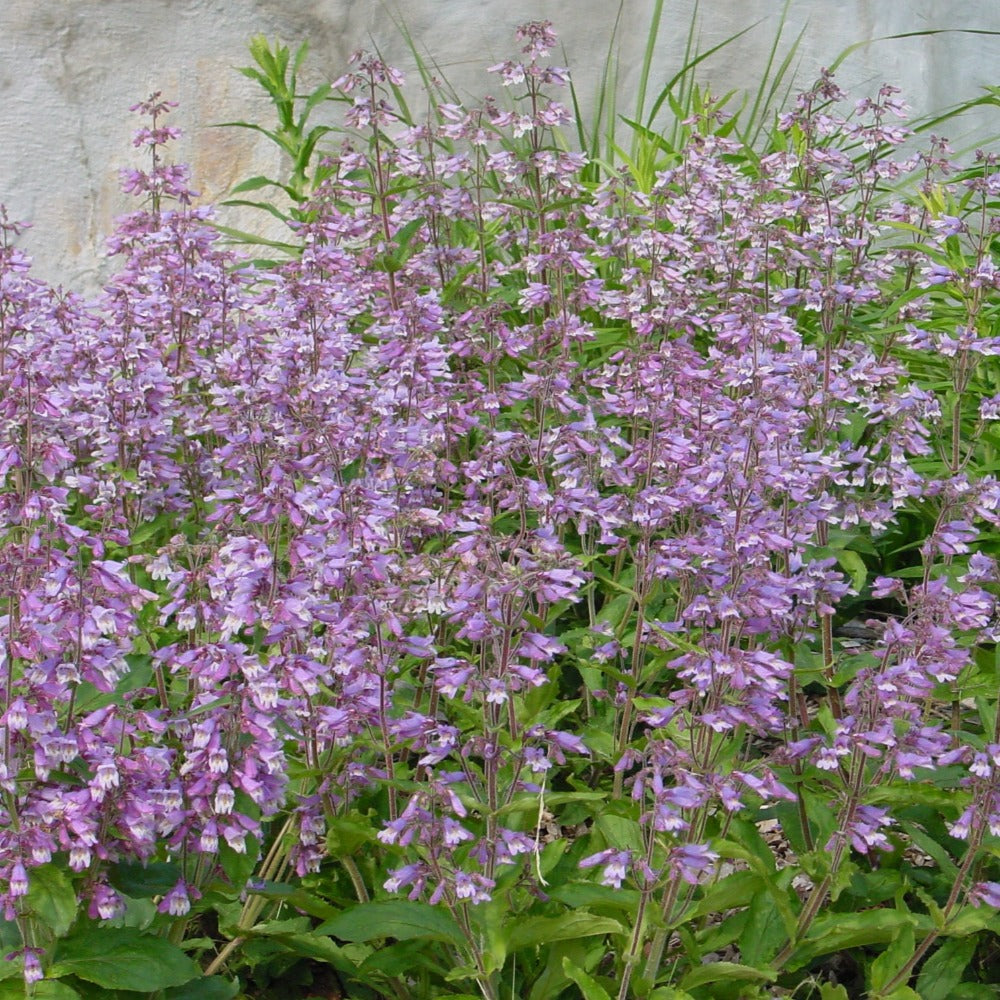 Penstemon Hirsutus