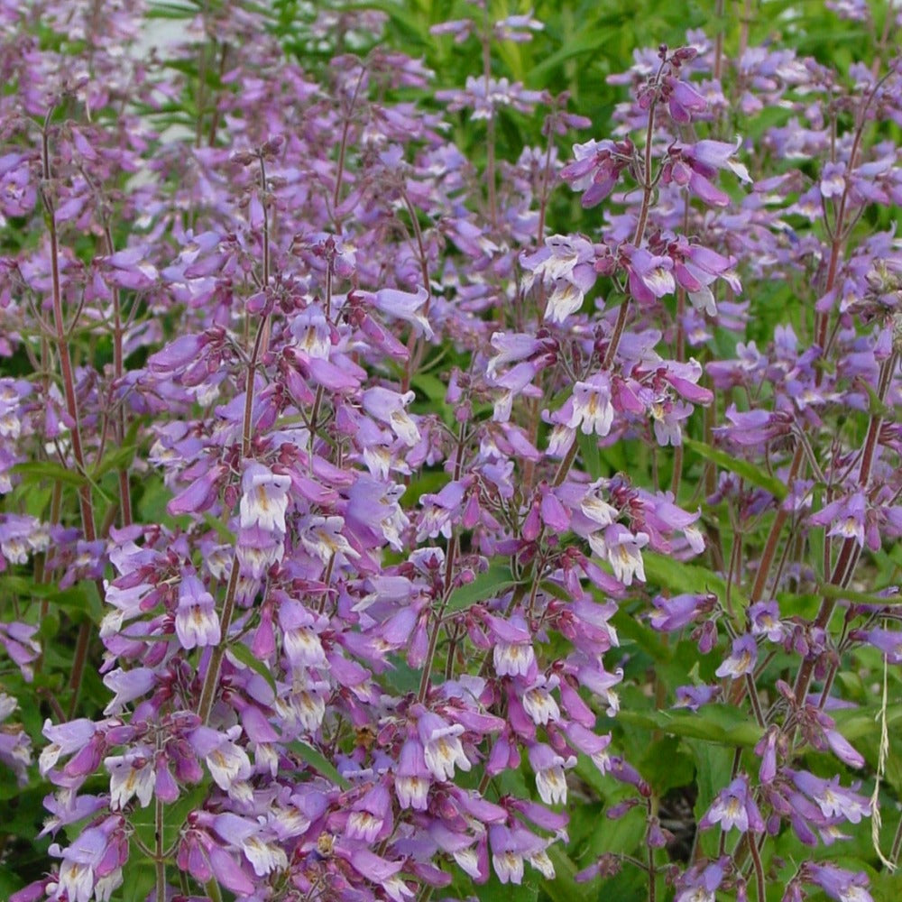 Penstemon Hirsutus