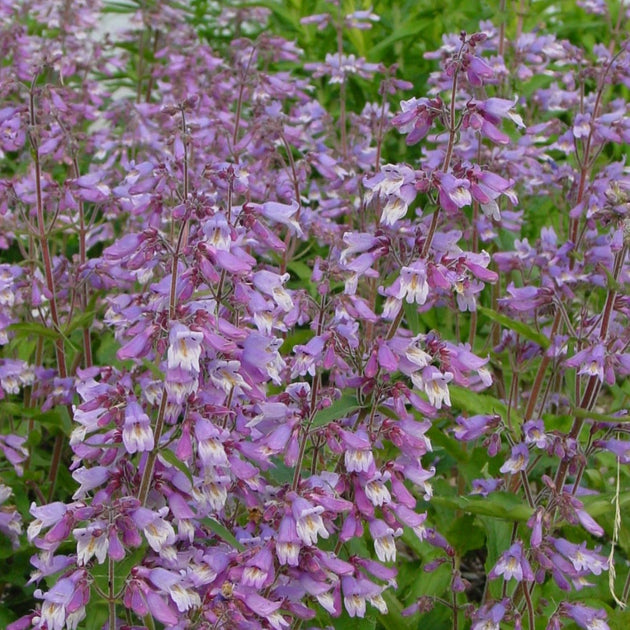 Buy Beardtongue at your local garden center! – American Beauties Native ...