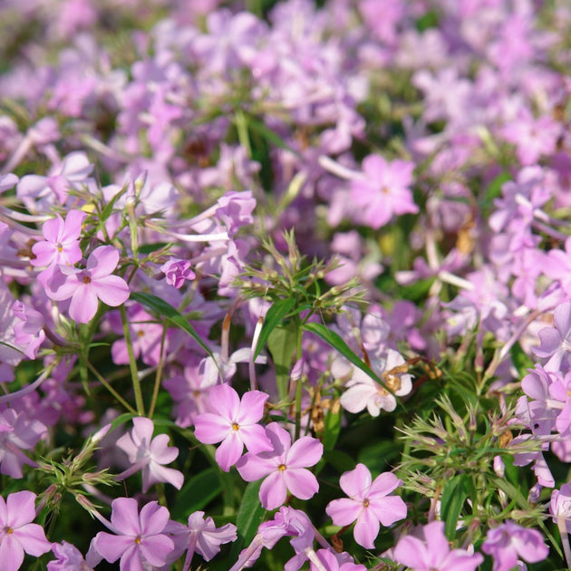 Buy Woodland Phlox at your local garden center! – American Beauties ...