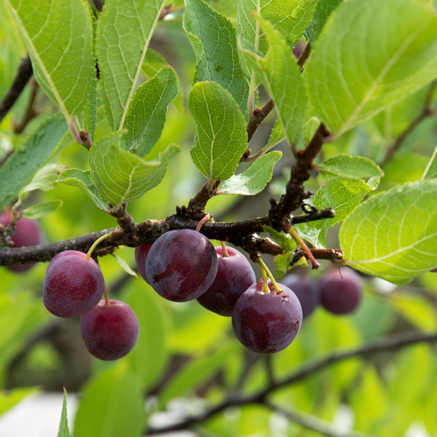 Prunus – American Beauties Native Plants
