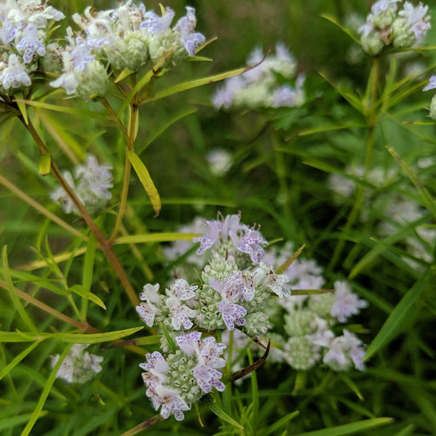 Pycnanthemum tenuifolium - Slender Mountain Mint – American Beauties ...