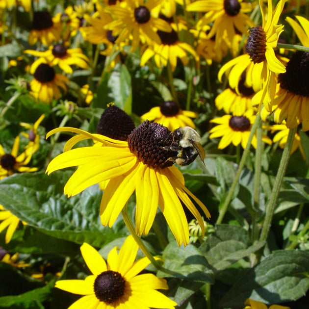 Rudbeckia – American Beauties Native Plants