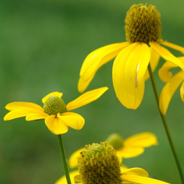 Rudbeckia laciniata - cutleaf coneflower – American Beauties Native Plants