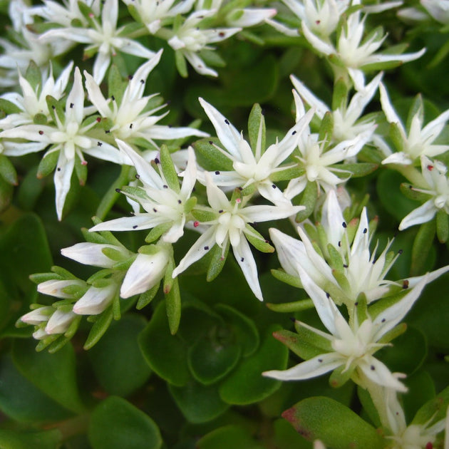 Sedum ternatum 'Larinem Park' - whorled stonecrop – American Beauties ...