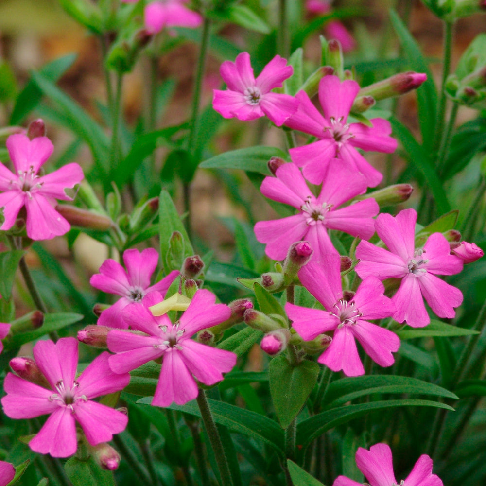 silene caroliniana native range