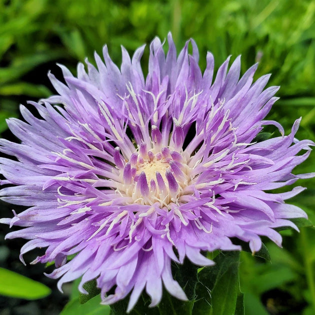 Buy Stokes' aster at your local garden center! – American Beauties ...