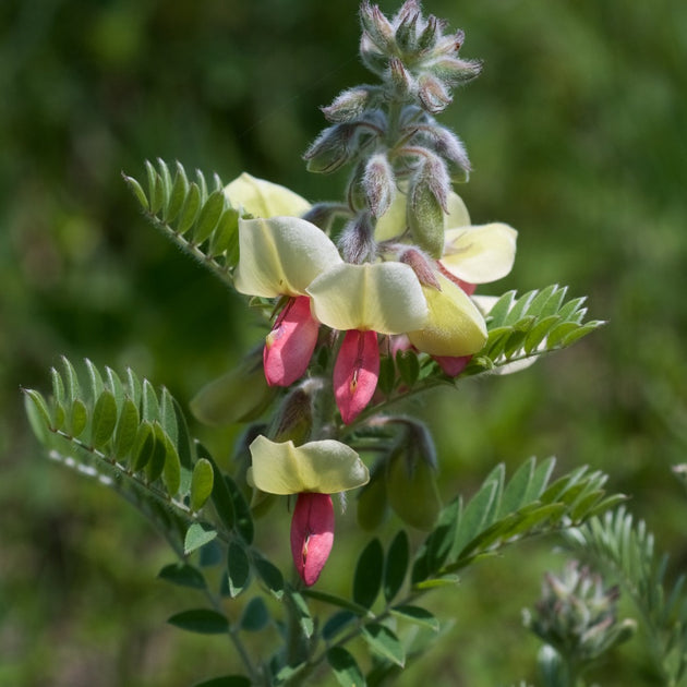 Tephrosia virginiana - Goat's Rue – American Beauties Native Plants