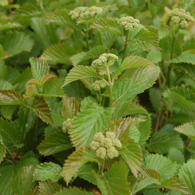 Viburnum dentatum Blue Blaze™ - Blue Blaze Arrowwood – American ...