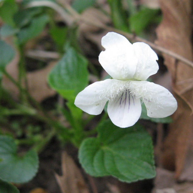 Viola striata - Striped Cream Violet – American Beauties Native Plants