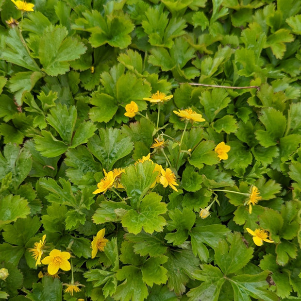 Geum fragarioides - Appalachian Barren Strawberry – American Beauties ...