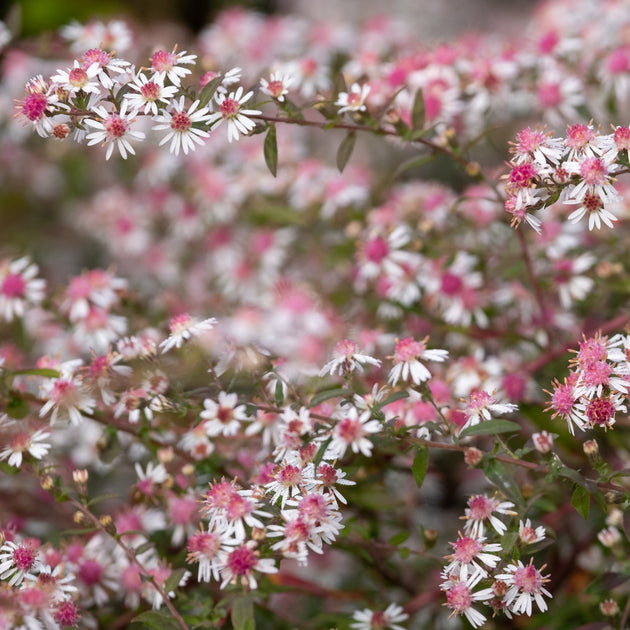 Buy Calico aster at your local garden center! – American Beauties ...