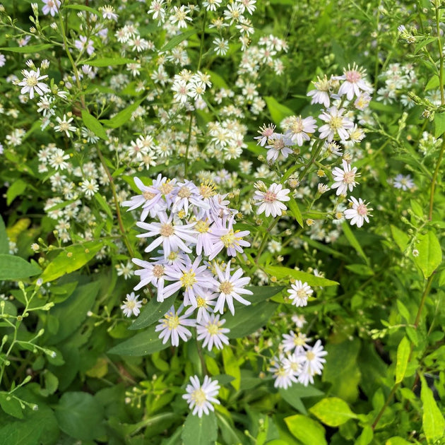 Aster macrophyllus (syn. Eurybia macrophylla) - bigleaf aster ...