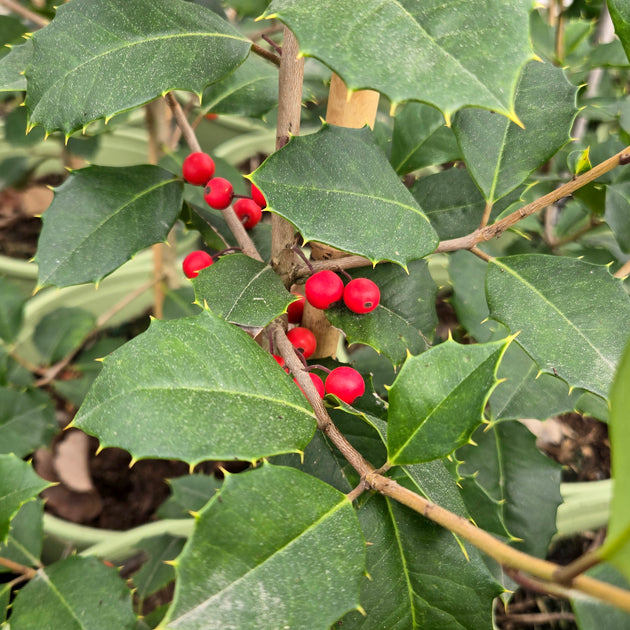Buy American Holly at your local garden center! – American Beauties ...