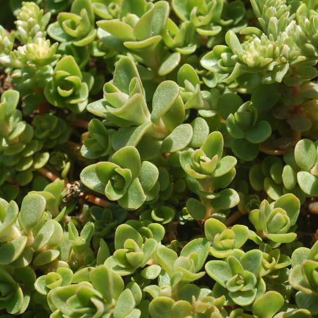 Sedum ternatum 'Larinem Park' - whorled stonecrop – American Beauties ...