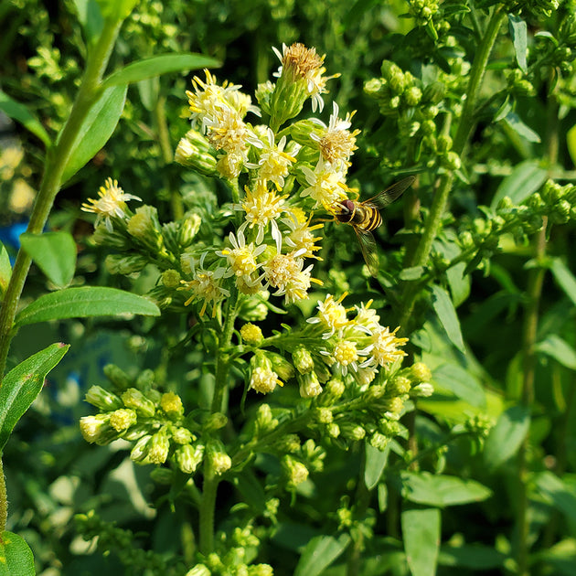 Solidago bicolor - silverrod or white goldenrod – American Beauties ...
