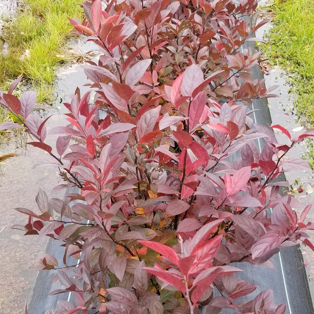 Itea virginica Fountains of Rouge™ - Virginia sweetspire – American ...