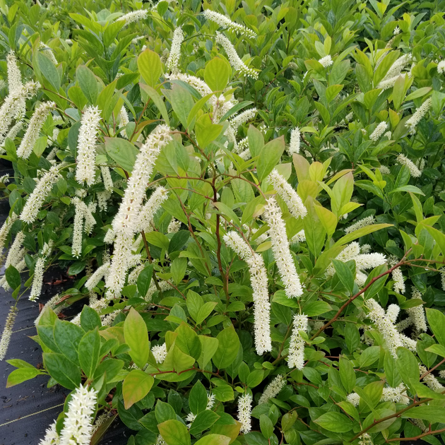 Itea virginica Fountains of Rouge™ - Virginia sweetspire – American ...