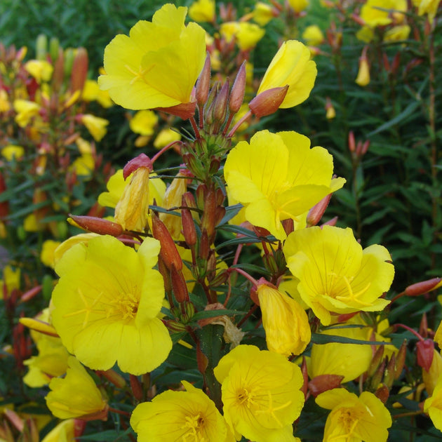 Oenothera fruticosa 'Fireworks' - Evening Primrose – American Beauties ...