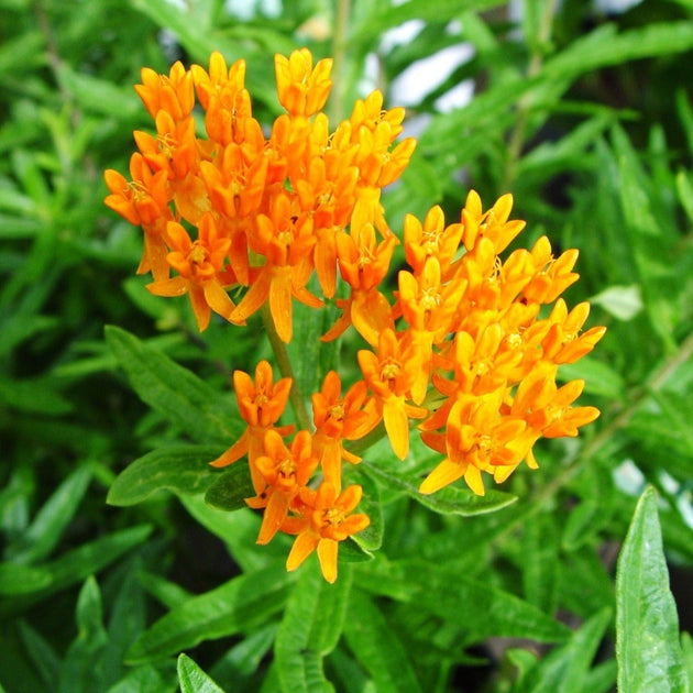 Buy Butterfly Weed at your local garden center! – American Beauties ...